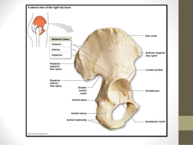 Info Penting Mengenai Tulang Pelvis - Flexphysiotherapy