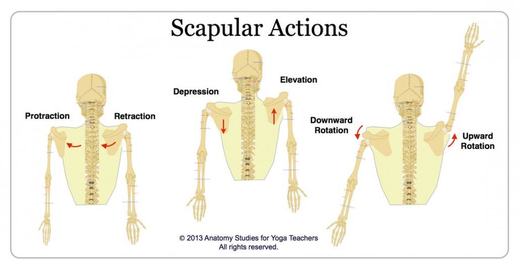 Beza Scapular Winging dan tulang scapula - Flexphysiotherapy